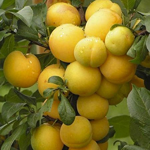 Haraline ploomipuu e. alõtsa - Viljapuude ja marjapõõsaste müük