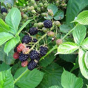 Murakad (pamplid) - Viljapuude ja marjapõõsaste müük